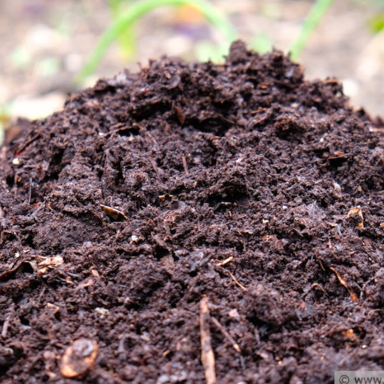 Carnivorous Plants for Sale: Venus Flytrap, Sundew, and More