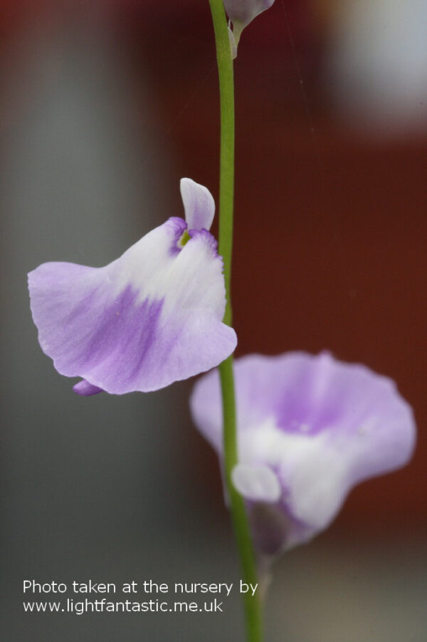 Utricularia livida | South West Carnivorous Plants