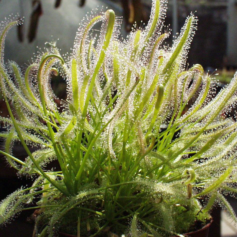Drosera capensis alba - Cape Sundew, white form