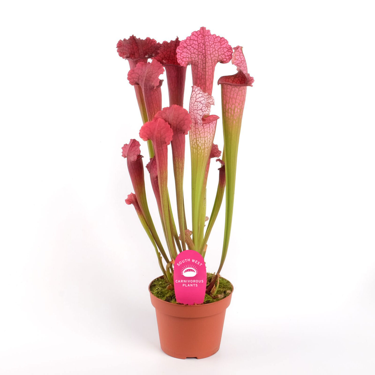 Sarracenia 'Juthatip Soper' | South West Carnivorous Plants