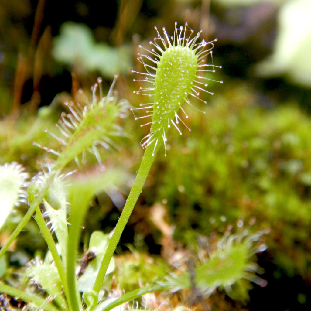 Sundew / Drosera Seeds | South West Carnivorous Plants