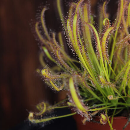 Drosera capensis broad leaf