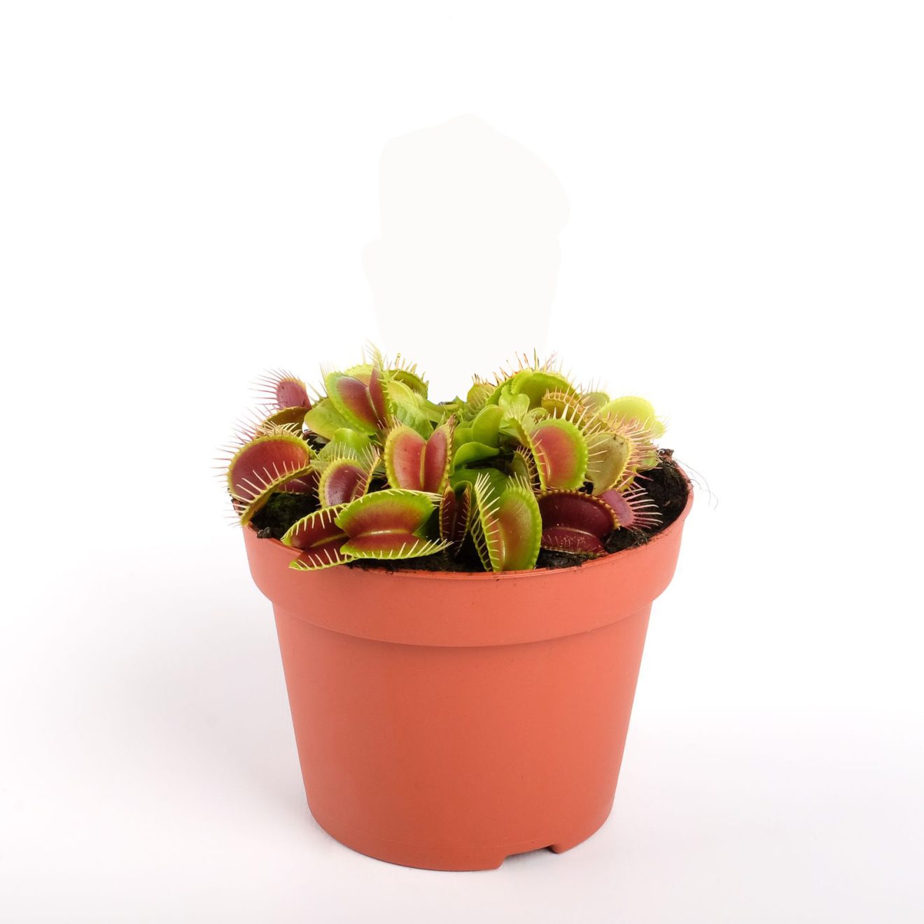 Giant Venus Flytrap Collection | South West Carnivorous Plants