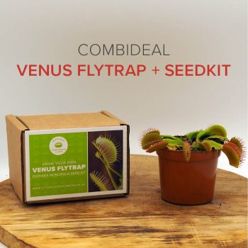 Venus Flytrap Seed Kit & Venus Flytrap Plant | South West Carnivorous Plants