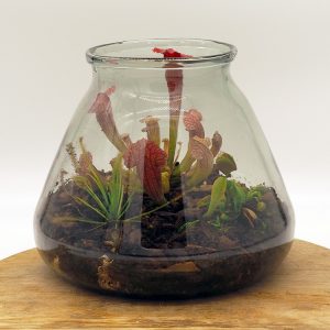 Sarracenia Terrarium Kit - Cylinder | South West Carnivorous Plants