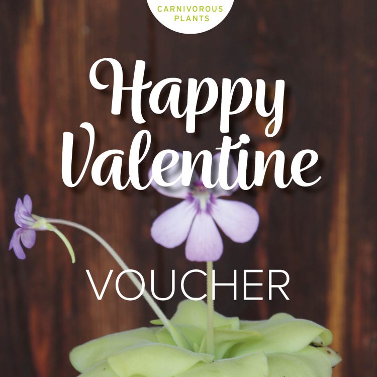 Basic Gift Voucher | South West Carnivorous Plants